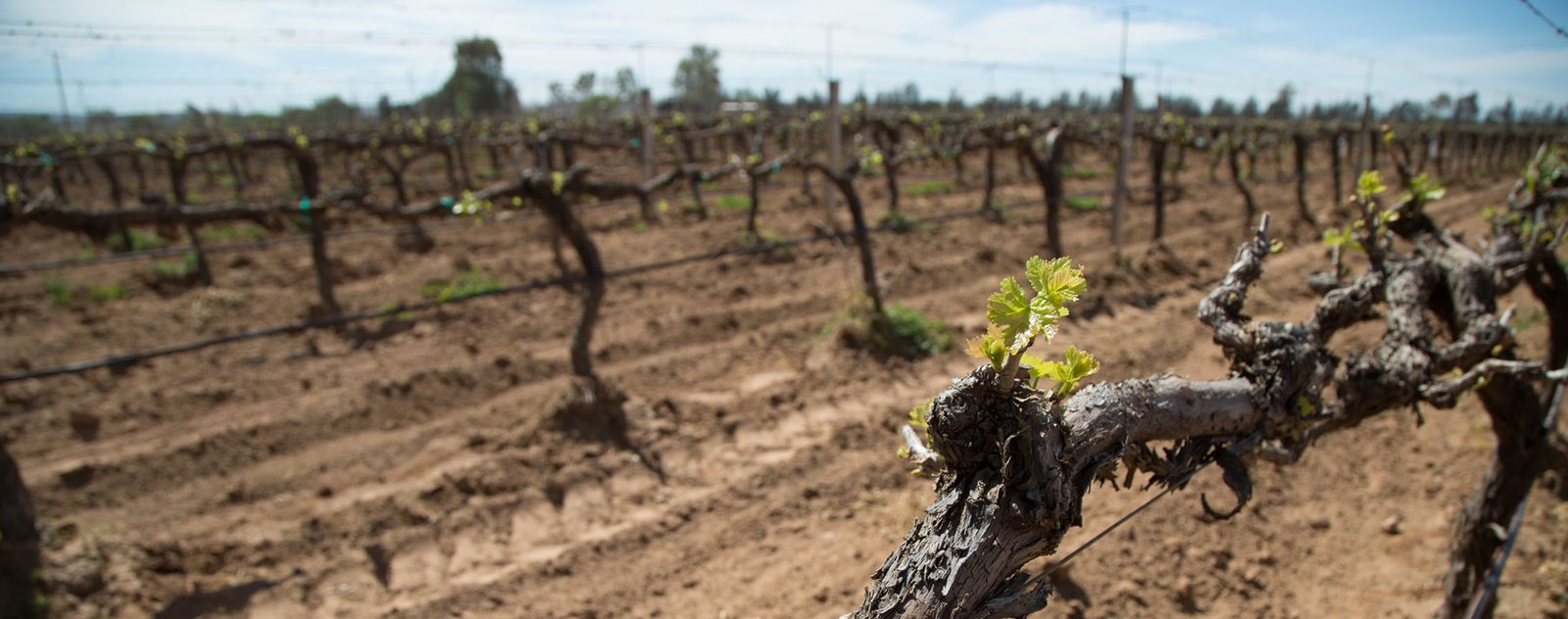 Mexico’s bestselling wines are some of Mexico’s best value wines. | Don ...